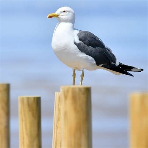 Jeremy Animations Youtube