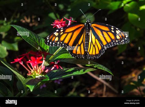 Monarch Butterfly Danaus Plexippus Stock Photo Alamy