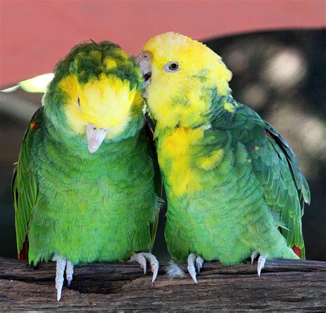 Yellow Head Amazon Parrot