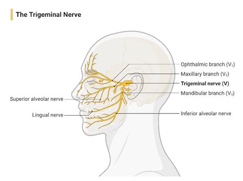 The Trigeminal Nerve Biorender Science Templates The Trigeminal Nerve Biorender Science Templates