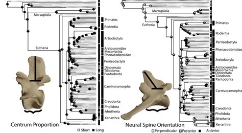 Ancestral State Reconstructions Of Characters Using Marginal Fit Model