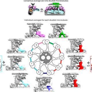 The Central Pair Complex Presents Asymmetric Surfaces In Different Download Scientific Diagram