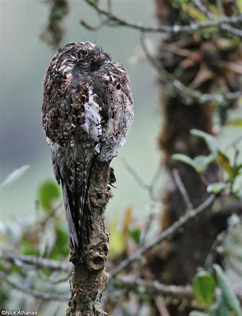 安第斯林鸱 Nyctibius Maculosus 夜鹰目 林鸱科 林鸱属 Andean Potoo Nyctibius Maculosus 花瓣网
