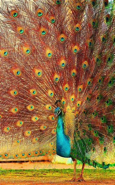 17 Best Images About Birds Peacocks In All Colors On Pinterest Green