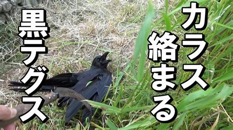 自然農黒テグスにカラスが絡まった見えない糸の怖さ 2023年5月11日natural farming YouTube