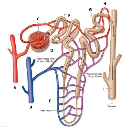 Bio Final Diagram Diagram Quizlet