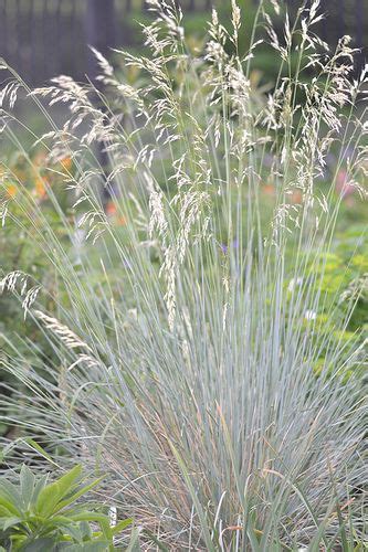 Helictotrichon Sempervirens Pendulum In Grass Field