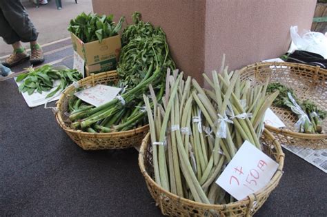 北海道占冠村今日のしむかっぷ しむかっぷ村民山菜市