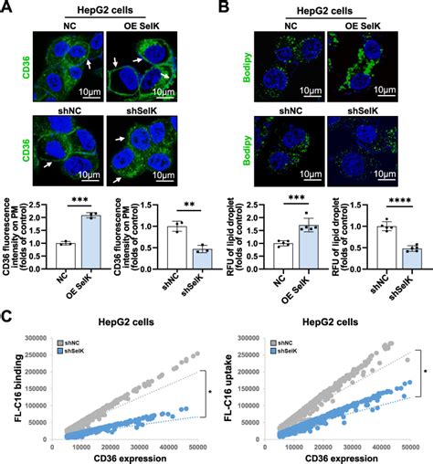 Selenoprotein K Contributes To Cd36 Subcellular Trafficking In