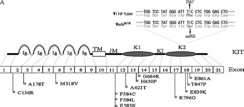 Structure And Point Mutations Of Human Kit Protein A Top The Download Scientific Diagram