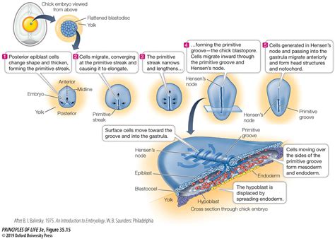 Organismal Bio Embryology