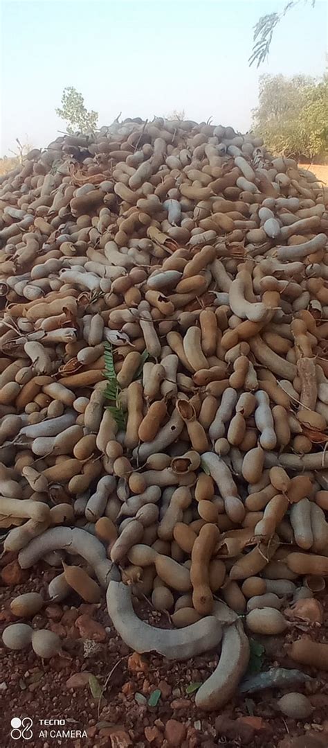 မကျီးသီး ဇီးသီး စိုက်ပျိုး ရောင်းကြသူများ ဆုံဆည်ရာ