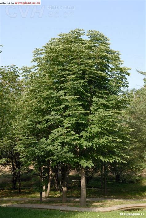 云南七叶树Aesculus wangii Hu 植物图片库 植物通