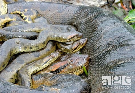 Green ANACONDA Mating With Males Eunectes Murinus Stock Photo Picture And Rights