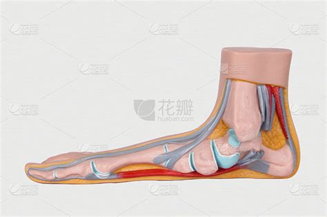 动脉系统。下肢的血液循环。足部结构骨骼、肌肉腧穴的形态和疾病。人体骨骼和血液系统图。