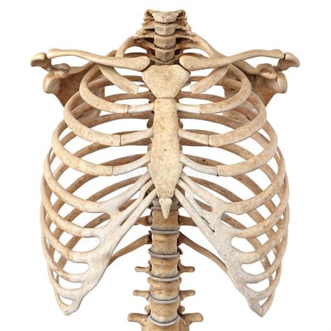 Human Rib Thoracic Cage Isolated On White Background Stock Illustration