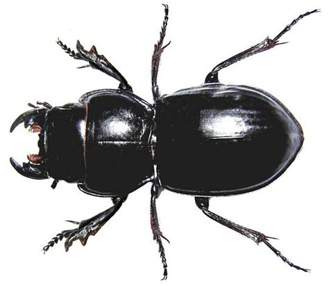 Pack Of 3 Nice Scarab Beetles Pasimachus Strenuus From Usa For All Your