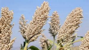 Sorgum Potensi Pertanian Yang Terlupakan Dan Banyak Orang Yang Tidak Mengetahuinya
