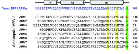 The Position Of The Missense Mutation In Impa 1 Corresponds To The