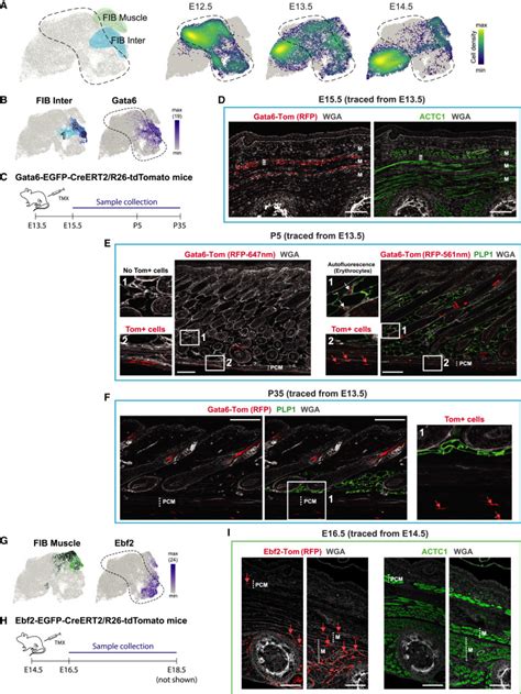 Molecular And Spatial Landmarks Of Early Mouse Skin Development Developmental Cell