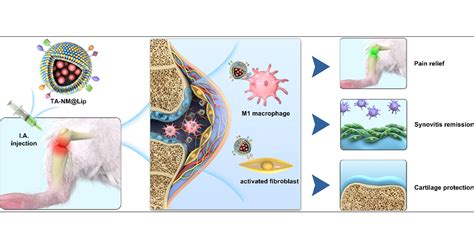 Apoptotic Neutrophil Membrane Camouflaged Liposomes For Dually Targeting Synovial Macrophages