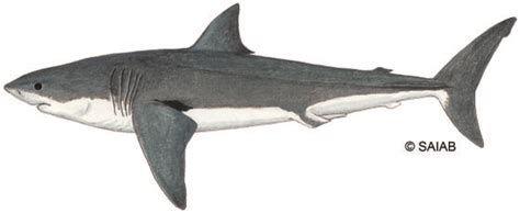 Wwf Sassi List Wwf Sassi