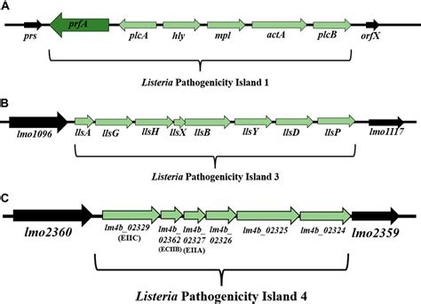 Frontiers Genomic And Pathogenicity Islands Of Listeria Monocytogenes