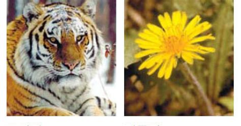 뉴스투데이 호랑이·고등어·민들레 국민생물 뽑혔다