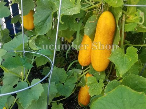 Yok Kao Cucumber Cucumber Shop