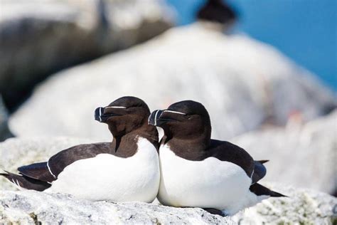 6 Fakta Menarik Razorbill Terlihat Seperti Penguin Idn Times