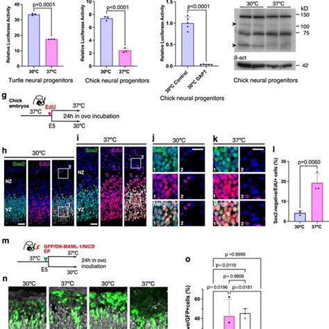 Inverse Temperature Dependency Of Notch Activity In Neural Progenitors