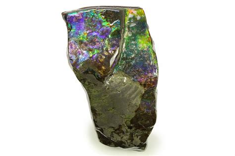 39 Brilliant Ammolite Fossil Ammonite Shell Mosasaur Bite Marks 293324 For Sale