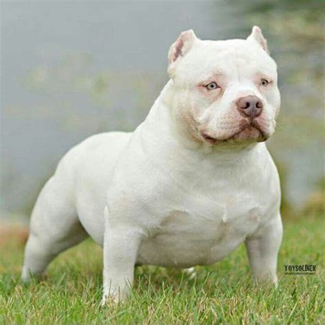 American Bully Micro Bully Exotic Pocket Extreme Artofit