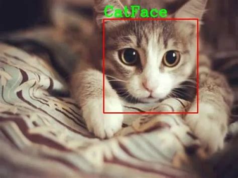 Pythonopencv实现猫脸检测 W3cschool笔记