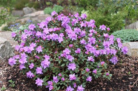 Dwarf Flowering Shrubs For Shade