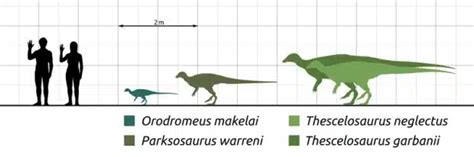 Parksosaurs A Late Cretaceous Herbivore From Canada