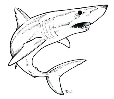 Mako Shark Drawing How To Draw A Nurse Shark