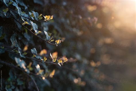 Wall With Ivy At Sunset By Stocksy Contributor Lea Csontos Stocksy