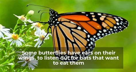 Butterfly Facts For Year 1 At Pauline Tomlinson Blog