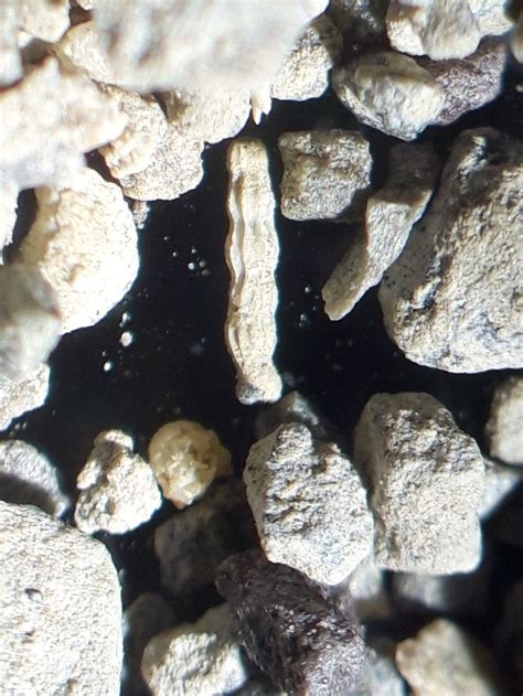 Microfossil From The Upper Cretaceous Period In Gelsenkirchen Microfossil From The Upper Cretaceous Period In Gelsenkirchen