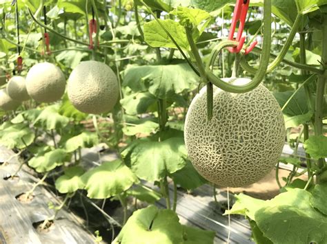 耐熱網紋洋香瓜「台中2號」 適合夏季設施栽培 果肉厚、甜度香氣均佳 農傳媒