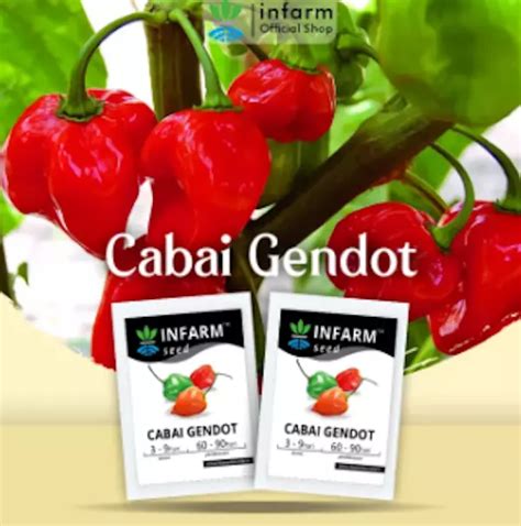 10 Rekomendasi Bibit Cabe Terbaik Jenis Cabe Rawit Dan Cabe Besar