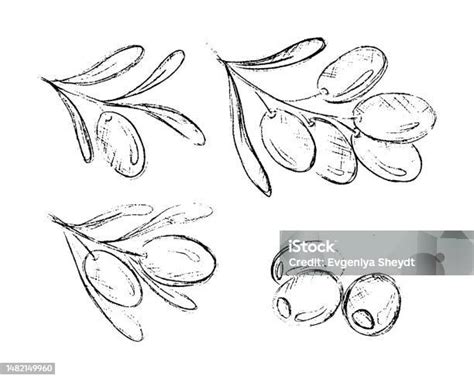 올리브 가지 손으로 그린 스케치 나뭇잎과 열매 지중해 식물 농업 식물 단풍 스케치 아트 그리스 식물 조각 요소 세트 채식 기름 벡터 그림 0명에 대한 스톡 벡터 아트 및