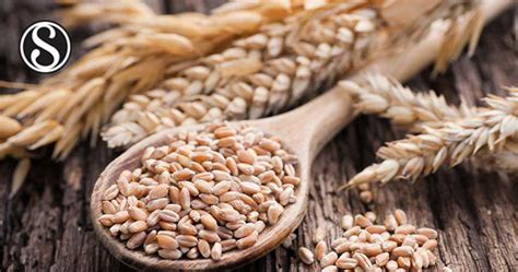 Effect Of Gibberellic Acid On Germination Of Six Wheat Cultivars Under