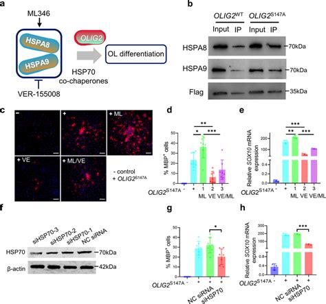 The Hsp70 Complex Binds To Olig2 And Promotes Olig2 Driven