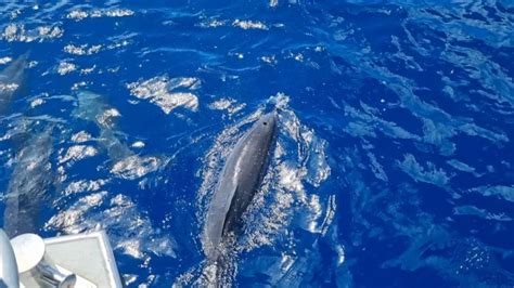 괌 태교여행4편돌고래투어 네이버 블로그