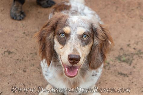 Cocker Spaniel Australian Shepherd Mix