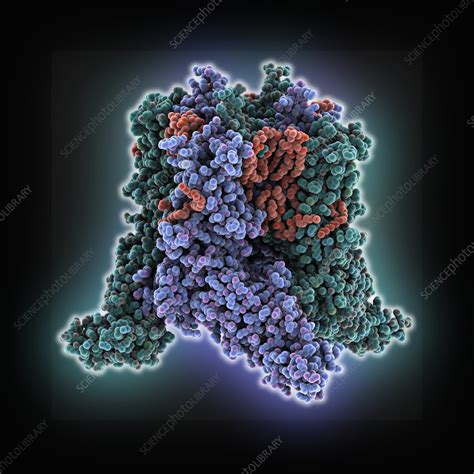 Trpv3 Tetramer Molecular Model Stock Image C059 6599 Science Photo Library