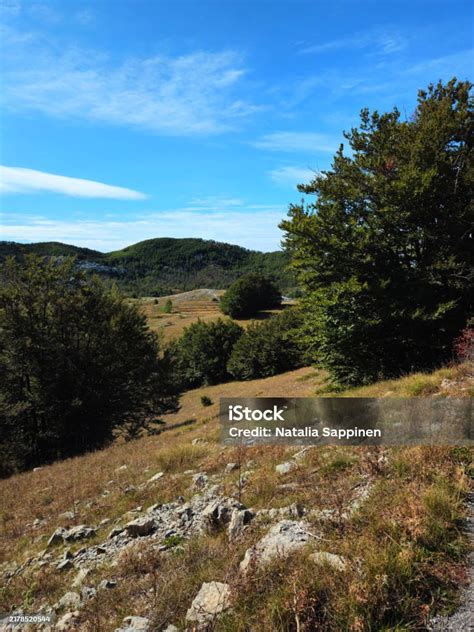 몬테네그로의 맑고 푸른 하늘 아래 평화로운 계곡과 숲이 우거진 언덕이 내려다보이는 바위와 나무가 있는 풀이 무성한 언덕의 수직 전망 자연 여행 광고 또는 야외 모험 프로모션