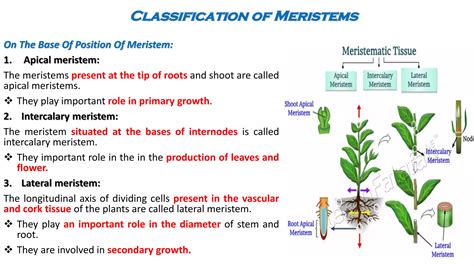 What Are The 3 Types Of Meristematic Tissue